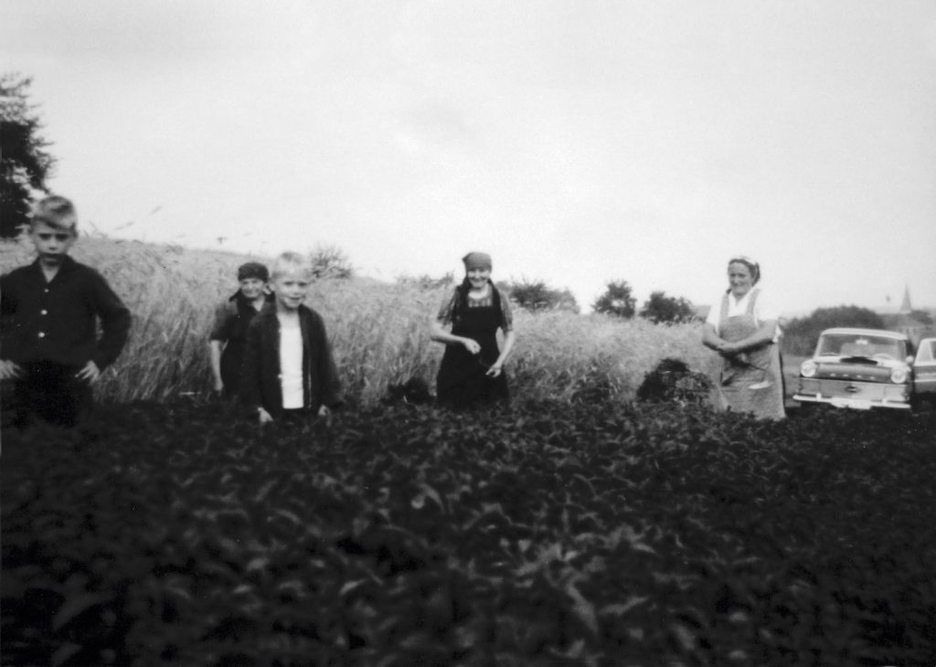 90 years of passion for botanicals – 90 years of Martin Bauer/the ...