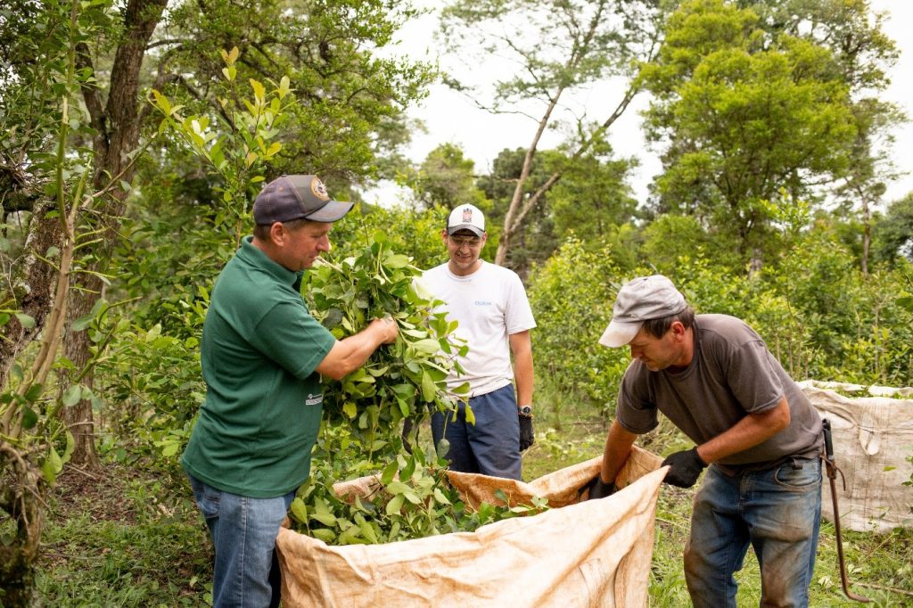Sustainable mate cultivation in Brazil - MartinBauer